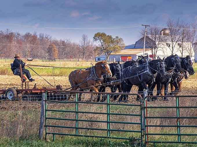 A team of horses working Indiana farmland. This is horsepower in its most honest form.