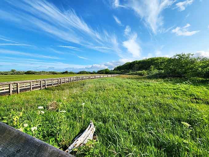 The viewing platform offers front-row seats to wetland drama, where tides write the script and birds steal every scene.
