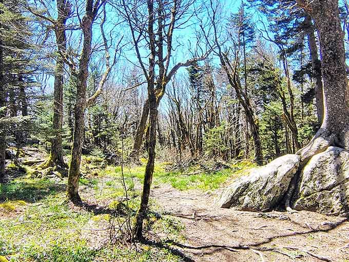 Trail paths winding through twisted trees create that fairytale atmosphere your inner child has been craving.