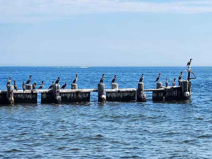 Double-crested cormorants holding a meeting on the old dock pilings, and nobody asked for your input.
