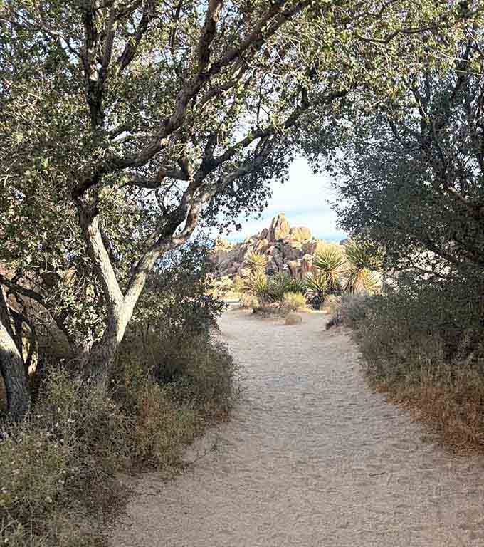 Shaded trails offer respite from the desert sun while framing those magnificent rock towers perfectly.