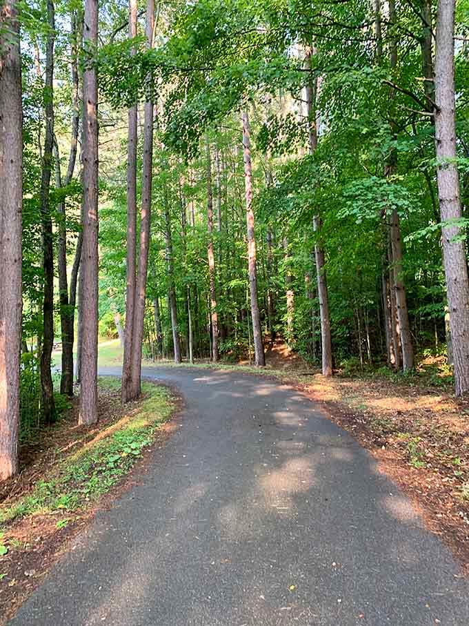 A paved path through tall pines that whispers, "Put the phone away and just walk."