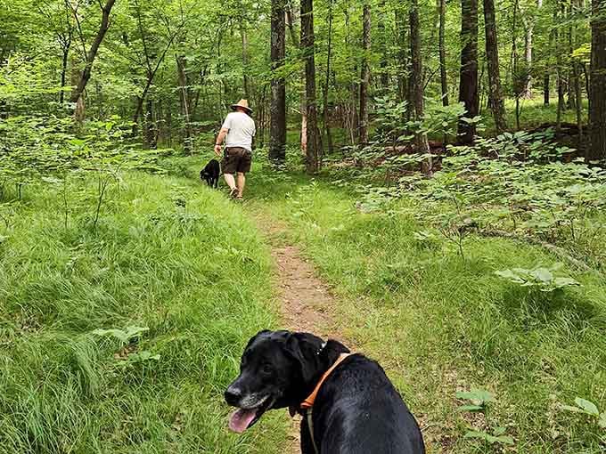 Man's best friend knows what's good. These trails through lush green forest are hard to argue with.