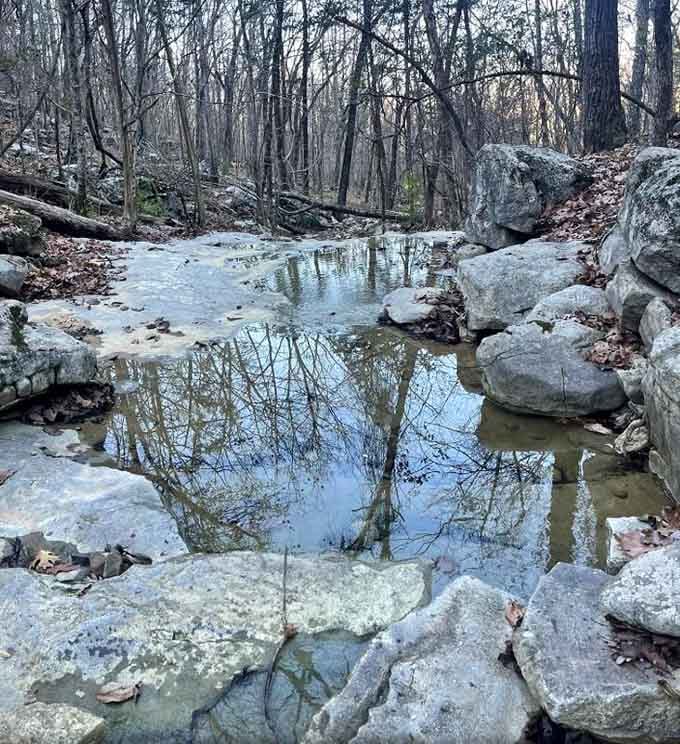 Mirror-smooth pools reflect bare branches like nature's own Rorschach test, revealing whatever your imagination desires most.
