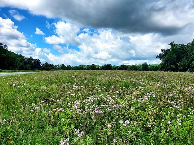 Wildflowers stretching as far as the eye can see, turning an ordinary meadow into something straight out of a dream.
