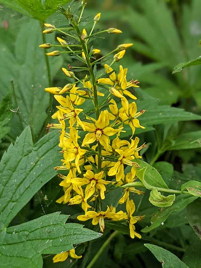 Nature's own fireworks display, these bright yellow blooms tucked into the lush greenery remind you that the park's beauty goes well beyond the waterfront.