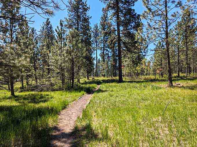 Mount Emily Recreation Area trails wind through ponderosa pines like nature's own stress-relief program.