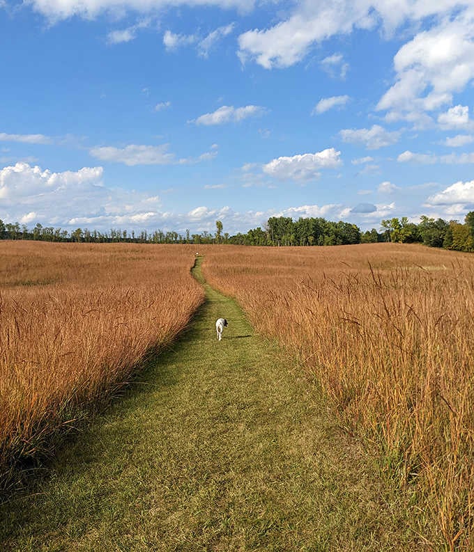 A mowed path through golden tallgrass prairie so wide and open, even your dog knows this is special.