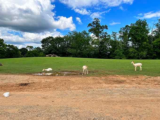 Wide open North Carolina skies, rolling green pastures, and animals roaming free. Not a bad Tuesday.