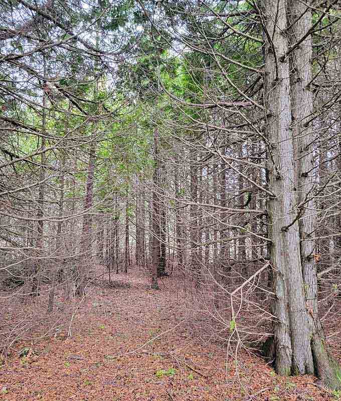 Cedar and pine standing shoulder to shoulder, doing what they've done for centuries. Quietly, and without any complaints.
