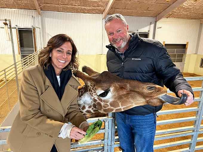 Hand-feeding a giraffe inside the barn facility is the kind of moment that makes you forget every bad day you've ever had.