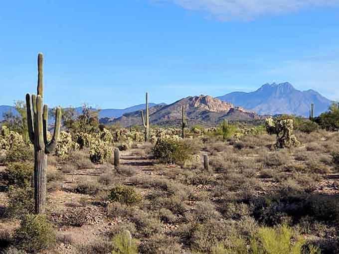 The Sonoran Desert doesn't do subtle, it does saguaros, cholla, and mountain views stacked like a greatest hits album.