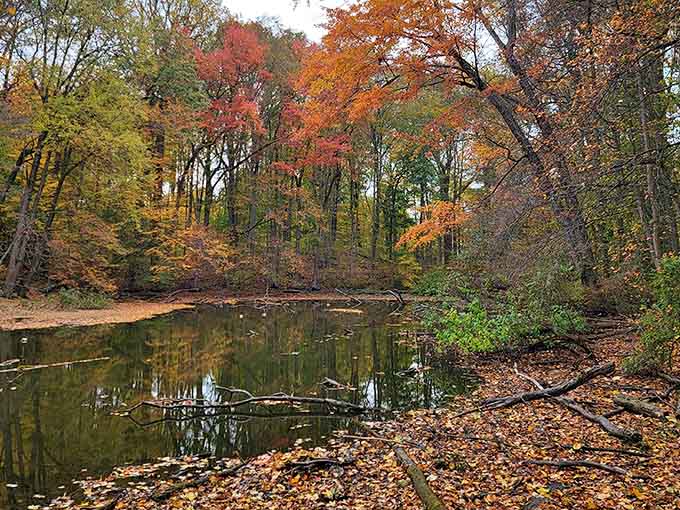 Still water, blazing trees, and total silence. The Zuck Arboretum makes forgetting your worries embarrassingly easy.