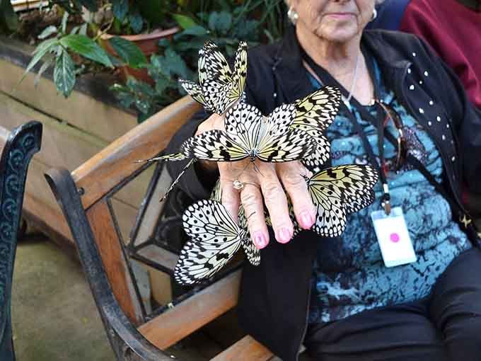 When butterflies choose you as their landing pad, you've officially become a Disney character in real life.