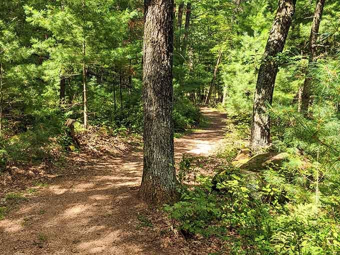 Sunlight filters through towering pines onto a soft dirt trail, quietly whispering that the best direction is always forward.
