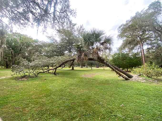 That fallen palm tree isn't a problem. It's just Florida doing its own thing, unbothered.