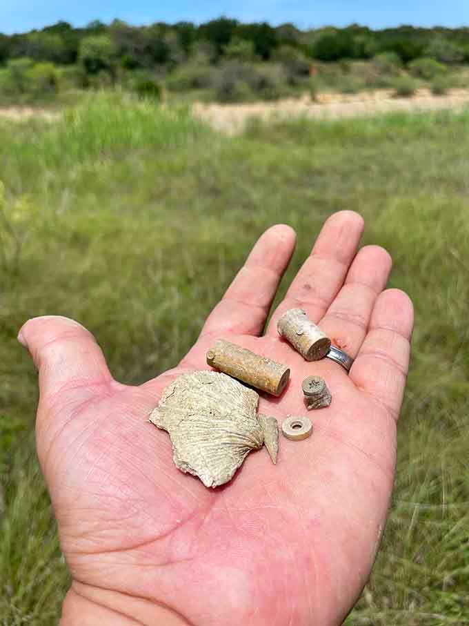 A handful of history, literally. Brachiopods, crinoid segments, and horn coral, all found in one afternoon.