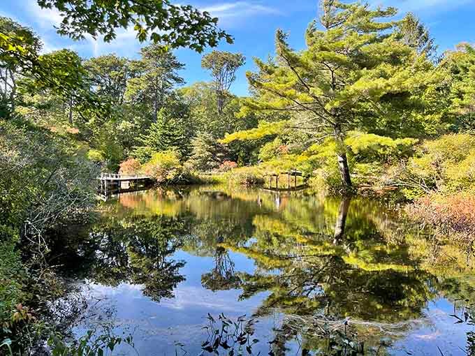 The pond doesn't just reflect the sky. It reflects the version of yourself that finally slowed down enough to look.