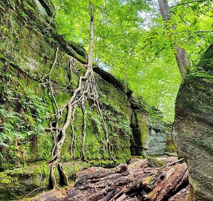 Tree roots gripping ancient rock like they absolutely refuse to give up, which honestly feels relatable on a Monday morning.