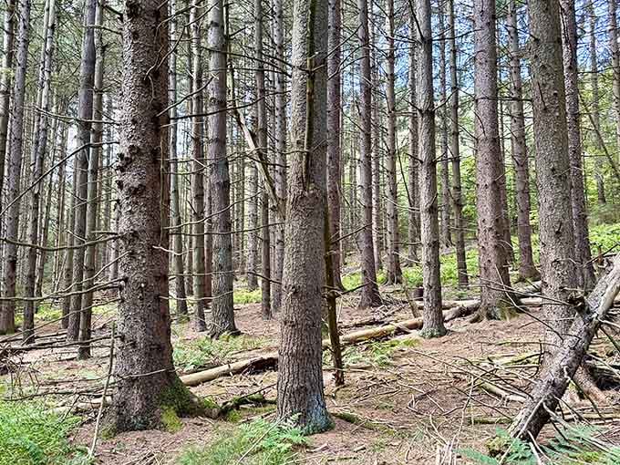 Dense spruce groves create cathedral-like spaces where even your thoughts seem to echo less frantically.