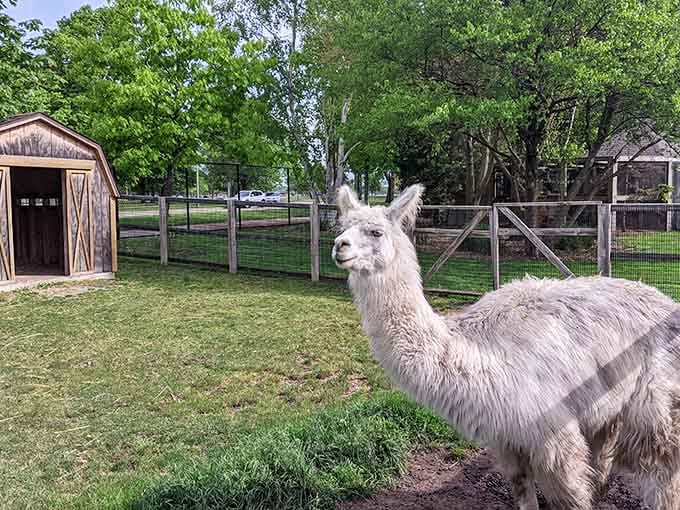 This llama at Menominee Park Zoo has the confident energy of someone who knows they're the main attraction.