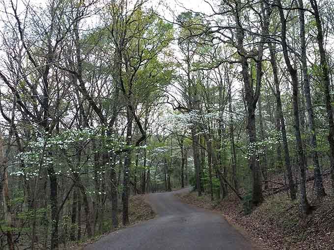 Davey Dogwood Park's tree-canopied trails offer shade, serenity, and proof that nature still exists in Texas.