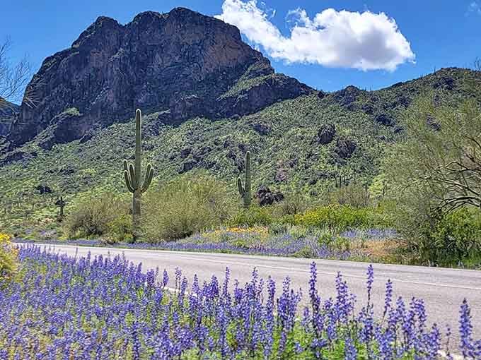 Purple lupines lining the road to Picacho Peak, because apparently the desert decided to dress up for company.