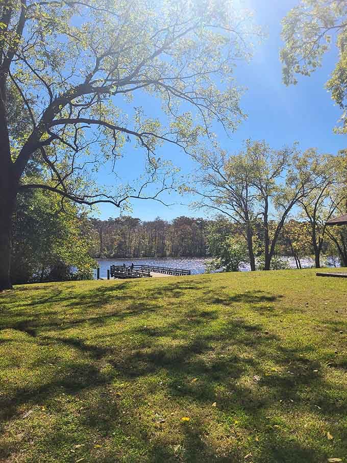 Sunlight filters through the trees onto the Pocomoke River like nature decided to put on its very best show today.