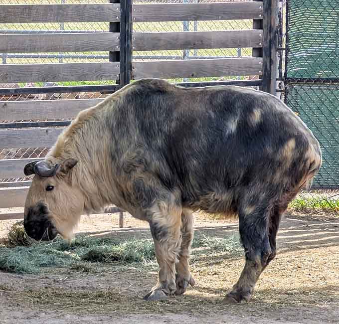 The takin looks like nature couldn't decide between several animals and just said "why not all of them" with spectacular results.