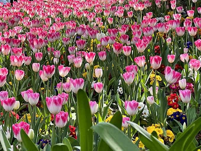 Pink and white tulips packed so tightly together, they look like nature decided to throw its own parade.