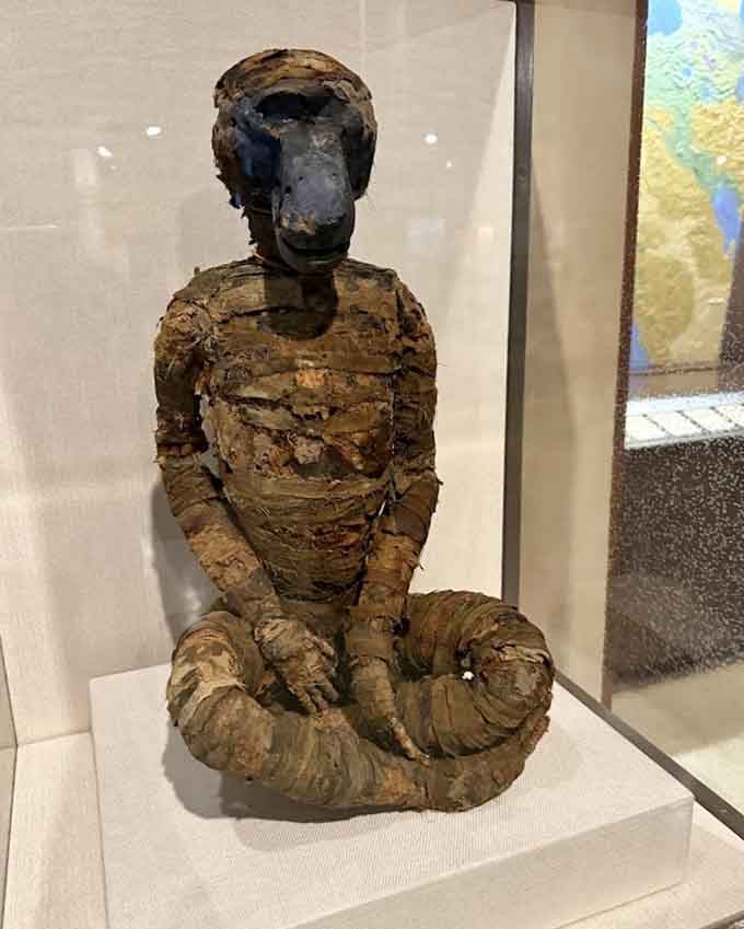 A mummified baboon, wrapped and preserved for eternity, reminding you that ancient Egyptians took their sacred animals very seriously indeed.