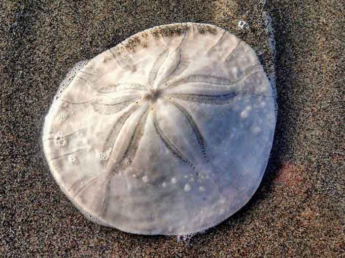 One perfect sand dollar, resting right where the water meets the sand. Finding one of these feels like winning a very quiet lottery.