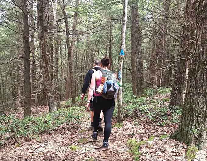 Following the trail markers through tall pines. The forest has its own GPS, and it never loses signal.