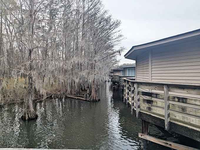 Cypress trees rising from the water create that perfect Southern Gothic atmosphere without any of the actual spookiness.