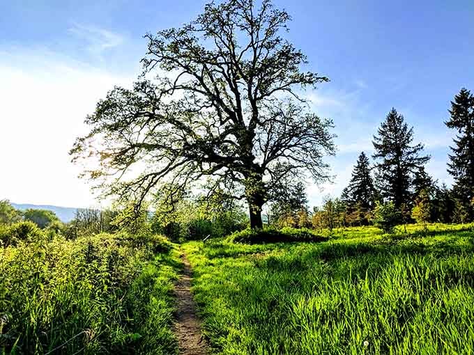 A single oak tree commands the meadow like it owns the place, because honestly, it probably does.