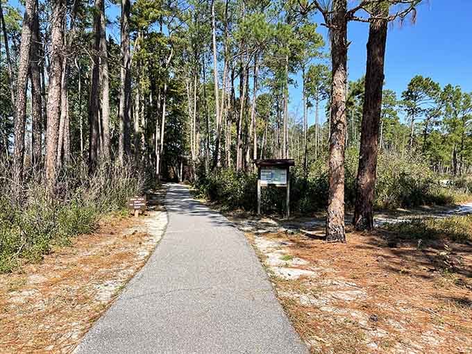 The paved path disappears into the pines like an invitation written in longleaf needles. Go ahead, follow it.