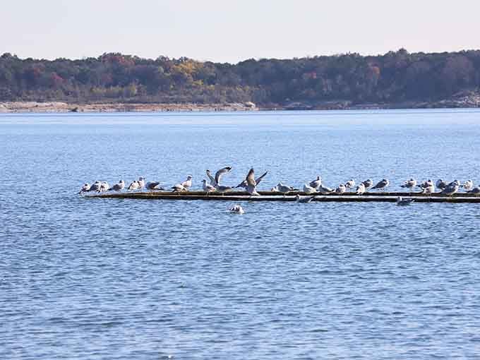 These gulls lined up on a floating log look like they're holding a very important board meeting.