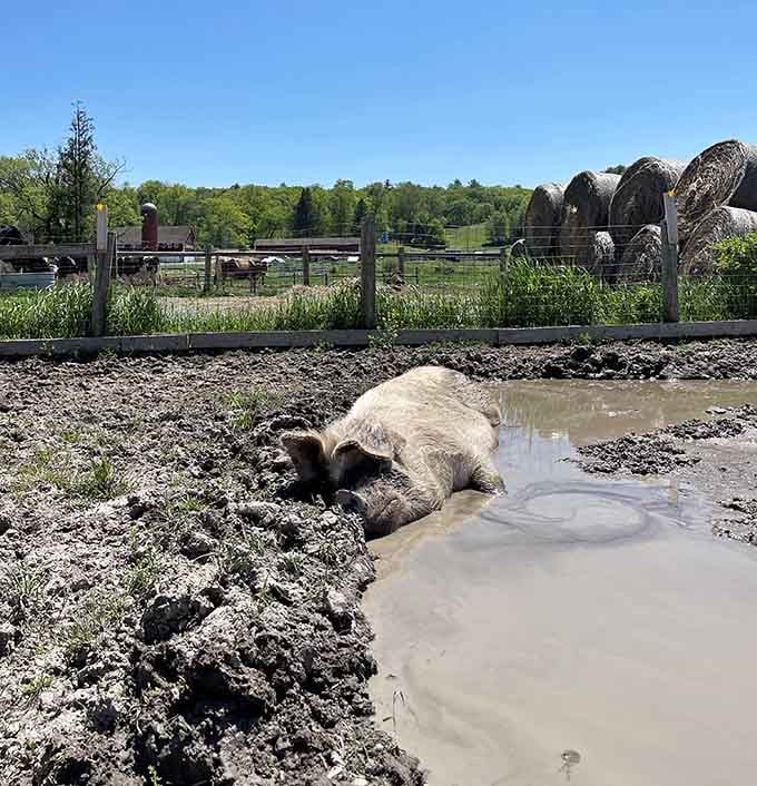 This pig has mastered the art of relaxation in a mud wallow. Honestly, respect the commitment.
