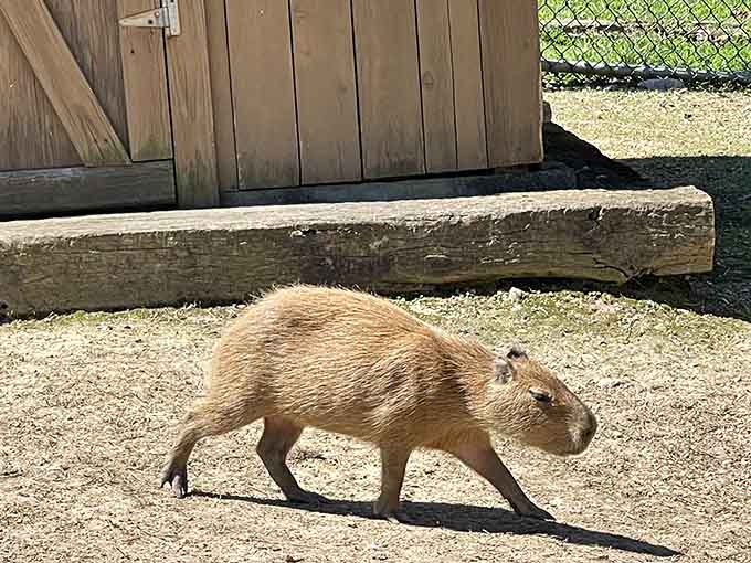 The internet's favorite oversized rodent is casually strolling through Alabama like he owns the whole place, and honestly, fair enough.