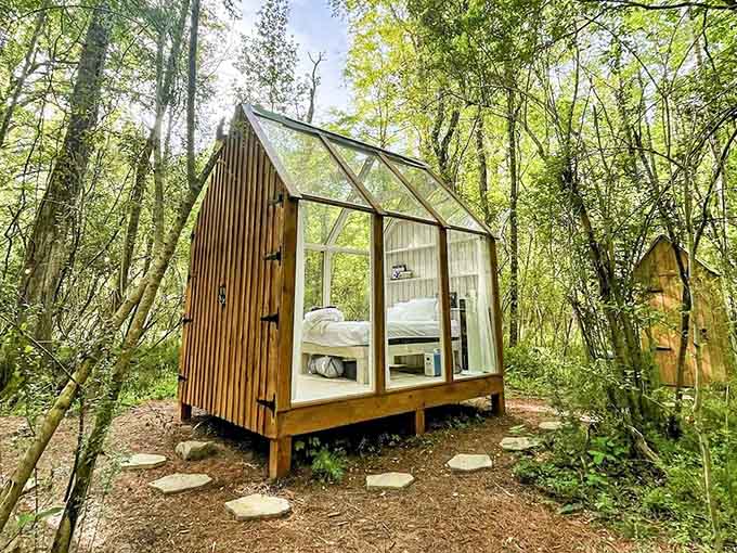 Sunlight pouring through a glass ceiling and trees all around. Nature called, and this time it offered a real bed.