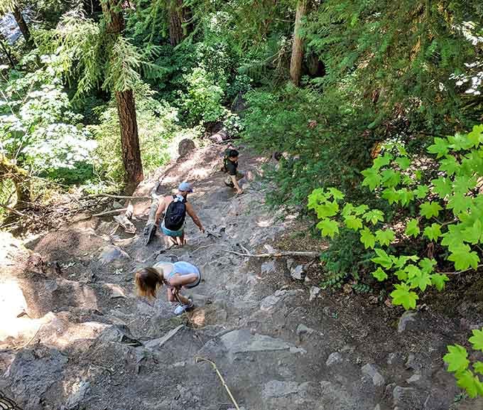 The trail's gentle climb through old-growth forest is nature's way of building anticipation before the big reveal.