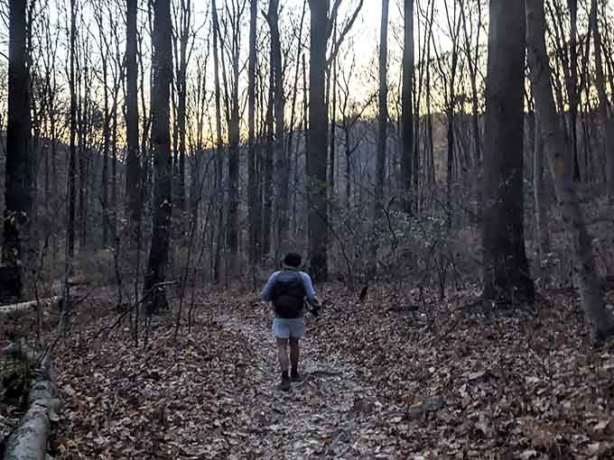 The trail through bare winter trees has a quiet, almost cinematic quality. Keep walking. The good stuff is ahead.