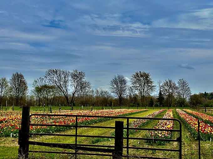 A farm gate, a big sky, and tulips stretching toward the horizon like nature's own welcome mat.