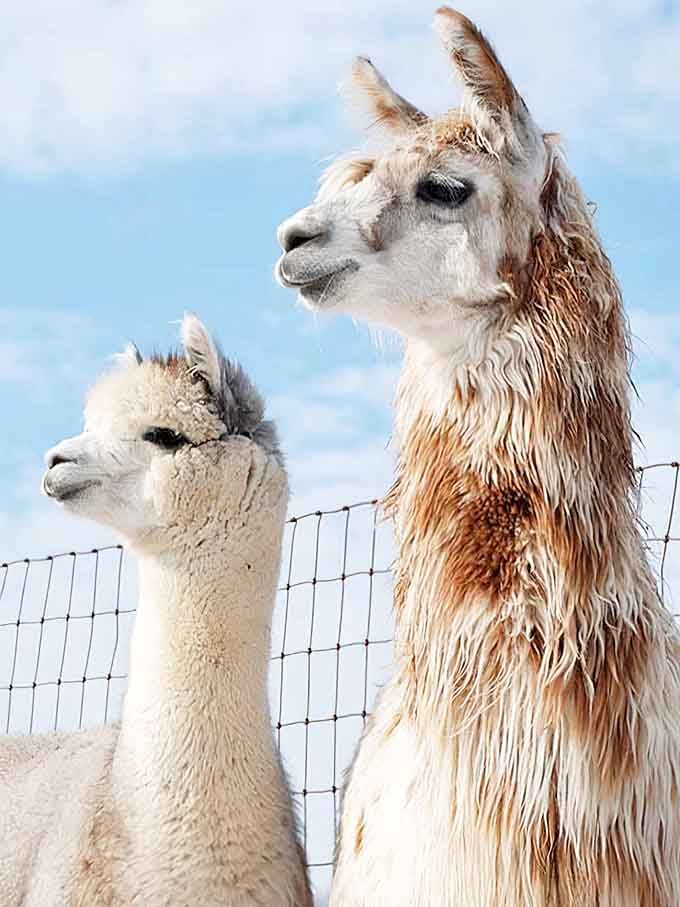 This alpaca has better posture than most people you know, and it's fully aware of that fact.