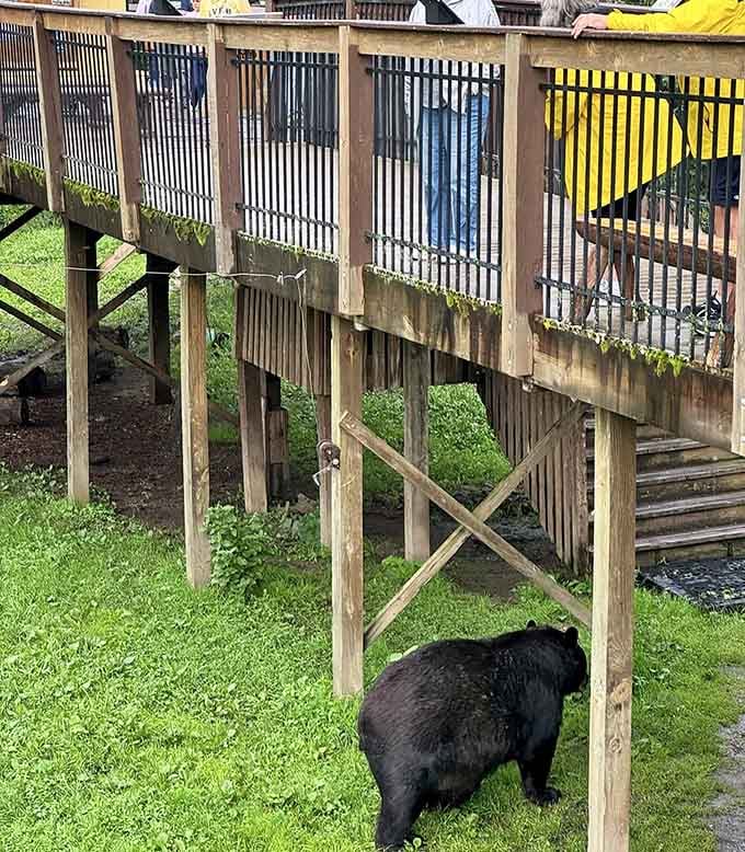 A wild black bear strolling casually beneath the viewing deck, completely unbothered by the amazed crowd above.