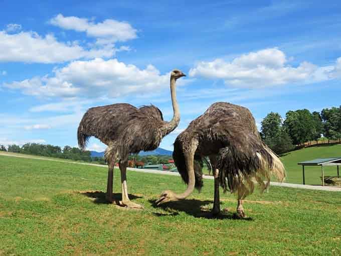 Ostriches surveying their kingdom with the confidence of birds who know they're taller than most NBA players.