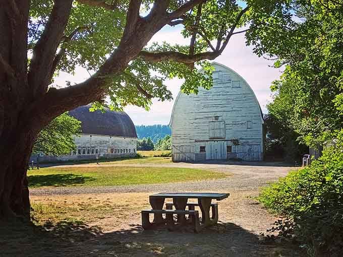 Two grand old barns, a shady tree, and a picnic table. This is Washington's version of a five-star lunch spot.