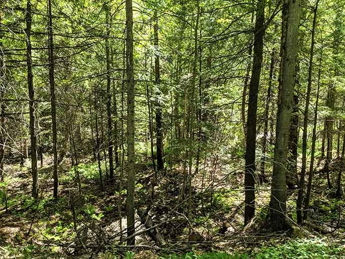 Dense northern Michigan forest surrounds the trail, quiet and full of life in every direction.