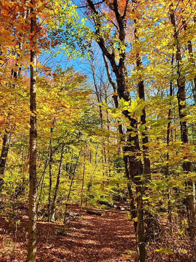 Fall foliage turns the trail into a golden tunnel leading straight to your new happy place.
