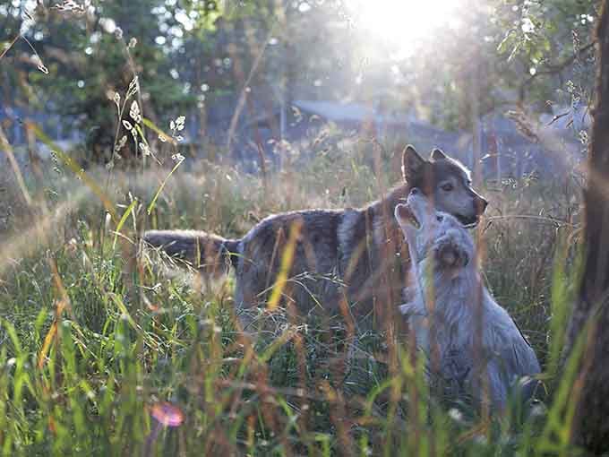 Golden hour with wolves hits different when you realize you're witnessing something most people only see in David Attenborough documentaries.